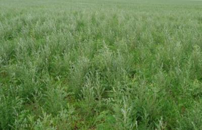 China Capillary Wormwood Herb Extract for sale