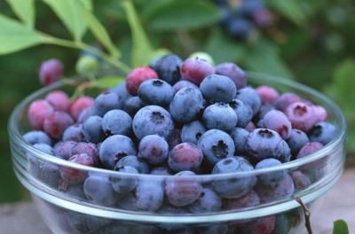 China Bilberry Extract Anthocyanidins 25% UV,Anthocyanosides 36% HPLC for sale