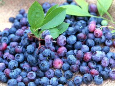 China Chinese Bilberry Extract/Vaccinium Uliginosum Extract 25%Anthocyanidins for sale