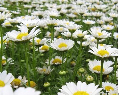 China feverfew parthenolide 0.3% for sale