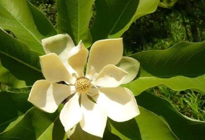 China natural magnolia bark extract 95% (Magnolol and Honokiol) for sale