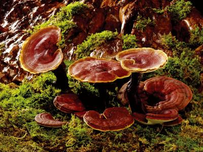 China Ganoderma lucidum Extract,Reishi Extract,Reishi Mushroom Extract for sale
