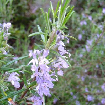 China natural rosmarinus officinalis extract ursolic acid CAS No.: 77-52-1 for sale