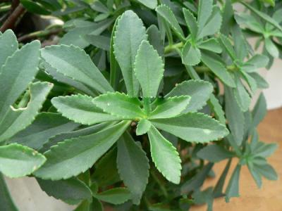 China Notoginseng Root Extract,Sanchi Extract Rg1 50% for sale