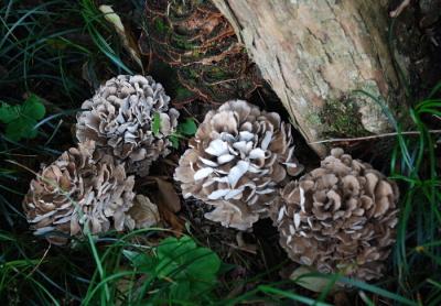 China maitake extract 50% polysaccharides for sale