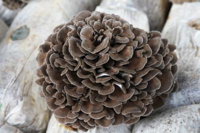 China maitake beta-glucan 30%,maitake extract 30% for sale