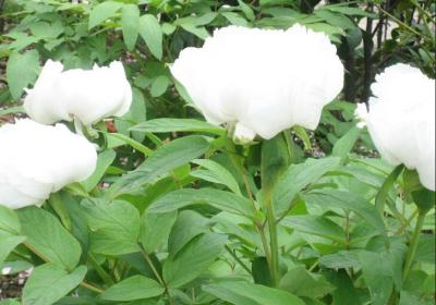 China Peony Extract paeoniflorin powder 98% for sale
