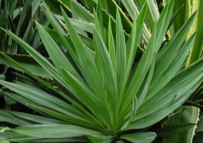 China 90147-57-2 yucca schidigera extract 30-60% UV Sarsaponin for sale