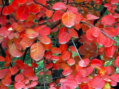 China cure rheumatism Common Smoketree P.E./Smoketree P.E./Fisetin CAS No. : 528-48-3 for sale