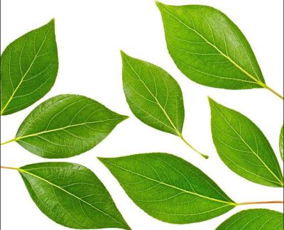China mulberry extract,mulberry leaf extract,folium mori extract,morus alba extract for sale