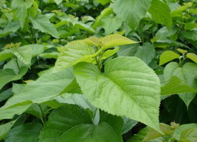 China 1-18% DNJ mulberry leaf extract for sale