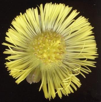 China herb supplement Coltsfoot Flower Extract for sale