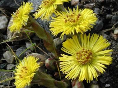 China Common Coltsfoot Flower Extract Powder 10:1 for sale