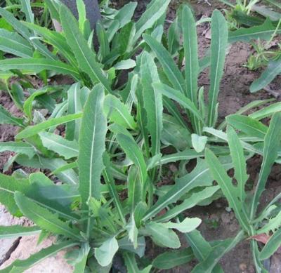 China natural herb medicine Whiteflower Patrinia Extract for sale