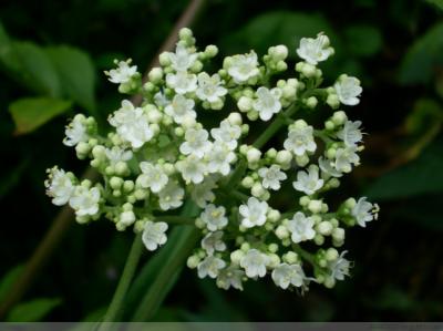 China Atrina Glass Extract Powder 20:1,Whiteflower Patrinia Extract 20:1 for sale