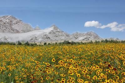 China protect eyesight snow chrysanthemum flower extract for sale