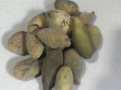 China tannic acid;gallotannic acid; gallotannin; galloylglucose; glycerite; quebracho; tannins for sale