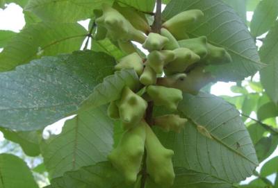 China Ellagic Acid Galla Chinensis Extract CAS 476-66-4 for sale