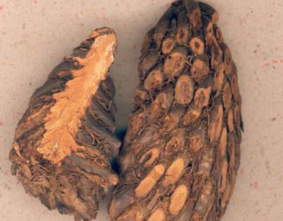 China Relieve Fever and Headaches Dryopteris Root Extract for sale