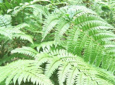China Dryopteris Crassirhizoma Extract 10:1, 20:1 for sale