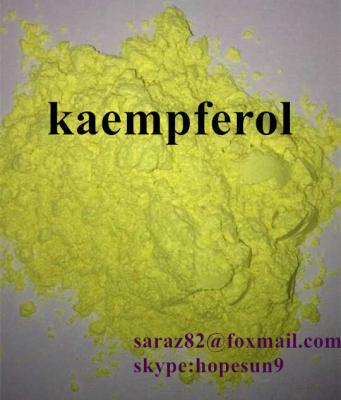 China kaempferol herbal extract 98hplc for sale