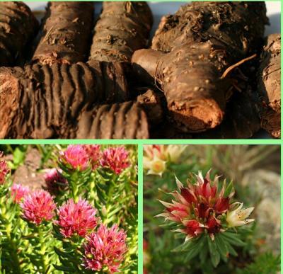 China anti cancer rhodiola root extract 1-5 salidrosides for sale