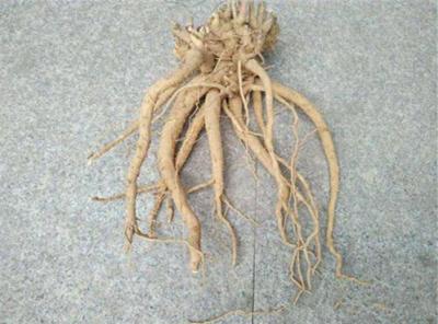 China suma plant extract for bodybuilding supplements for sale