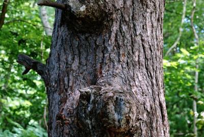 China herba pine bark extract 65 proanthocyanidins/opc for sale