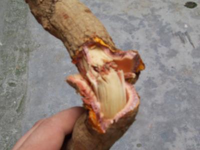 China Lei Gong Teng extract/Lei Gong Teng Extract Powder/Triptolide cas.:38748-32-2 for sale