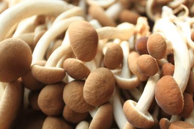 China agrocybe aegirit extract, agrocybe aegirit powder, agrocybe cylindracea extract, tea tree mushroom extract for sale