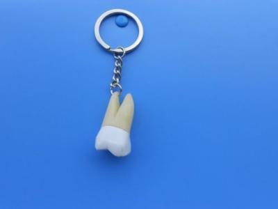 China Yellow Plastic Teeth Tooth Key Chains for Dental Clinic Gift for sale