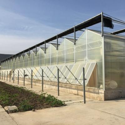 China 9.6m Span Venlo Pc Sheet Greenhouse Galvanized Steel Framework Green House Used For Agricuture for sale