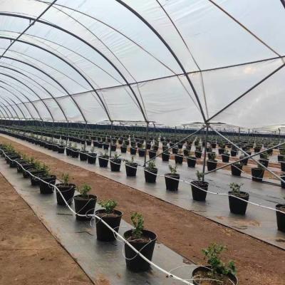 China Uv Resistant Polyethylene Berry Hoop Film Greenhouse With Door Keep Warm Growing Strawberry Blueberry for sale