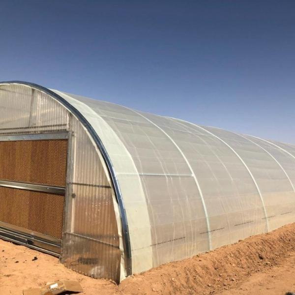 Quality Industrial Poly Tunnels For Gardens Head Roof Yellow Film Tunnel Greenhouse for sale