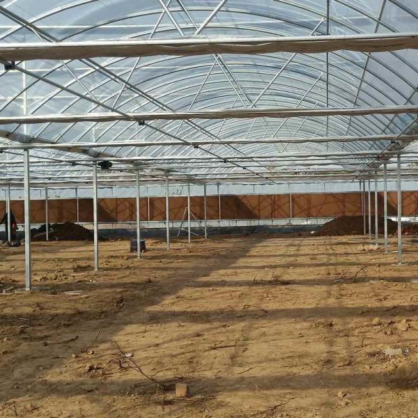 Quality Large Size Clear Plastic Film Greenhouse Multi Span 3-6m Gutter Height for sale