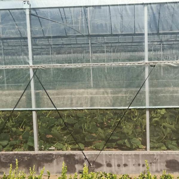 Quality Large Size Clear Plastic Film Greenhouse Multi Span 3-6m Gutter Height for sale