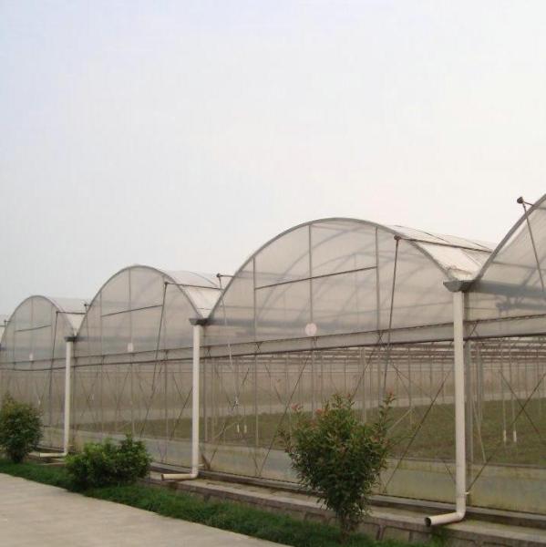 Quality Large Size Clear Plastic Film Greenhouse Multi Span 3-6m Gutter Height for sale
