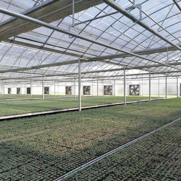 Quality Large Size Clear Plastic Film Greenhouse Multi Span 3-6m Gutter Height for sale