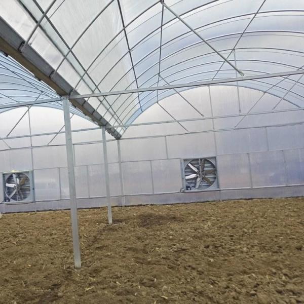 Quality Large Size Clear Plastic Film Greenhouse Multi Span 3-6m Gutter Height for sale