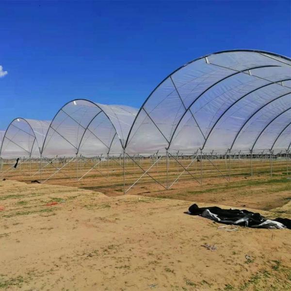 Quality Blueberry Strawberry Flower Low Cost Farming Tunnel Agricultural Greenhouses for sale