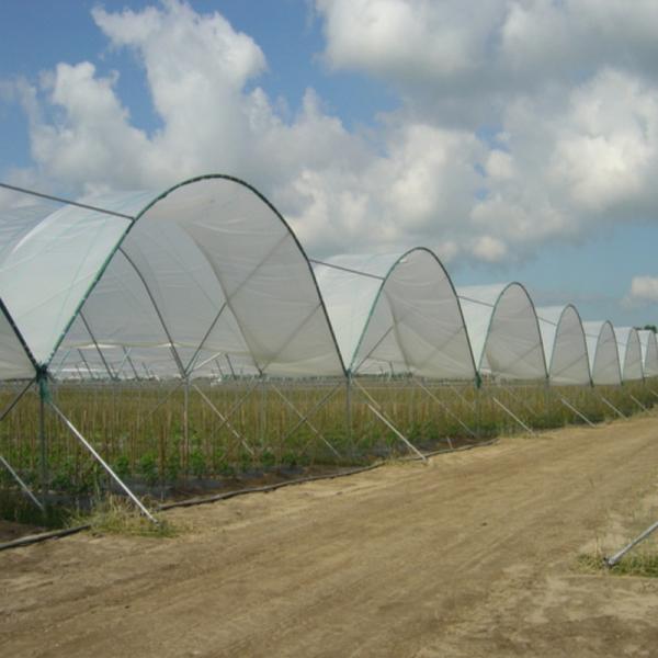Quality New Design Multi Span Film Plastic Tunnel Agricultural Greenhouse Growing for sale