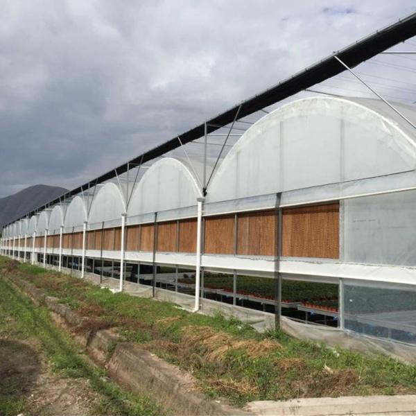 Quality Structure Galvanized Steel Low Cost Green House Multi Span Agricultural Greenhouses For Vegetable Tomato Growing for sale