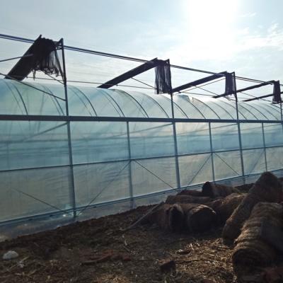 Cina Sistema di coltivazione idroponica Serra Multi-Span Agricoltura Serre Coltivazione di lattuga cetriolo in vendita