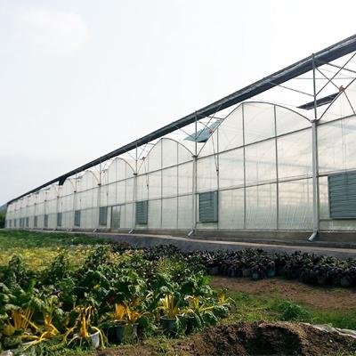 Cina Sistema di coltivazione idroponica Serra Multi-Span Agricoltura Serre Coltivazione di lattuga cetriolo in vendita