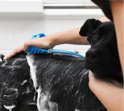 Cina Animale domestico sostenibile del set di strumenti governare dell'animale domestico dell'OEM che bagna strumento in vendita