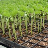 China Video Technical Support Pneumatic Seed Seeder Machines for Microgreen Spinach Cabbage for sale