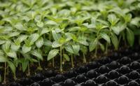 China 8-15cm Row Spacing Customised Fully Automatic Cabbage Seed Planter for Quick Planting for sale