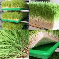 China Fully-Enclosed Hydroponic Container Millet Grass Fodder Sprouting Machine Advantage for sale