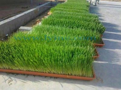China Máquinas de colheita de engrenagens para a colheita de microgreens aquapônicos 2024 Personalização à venda