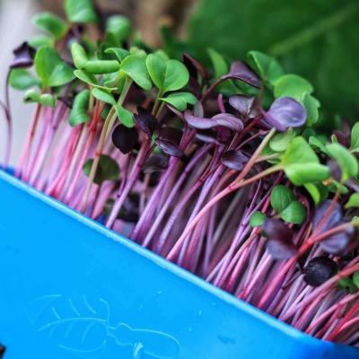 Cina Migliora l'efficienza del tuo negozio alimentare con macchine per raccogliere microgreens con il sistema di peso in vendita